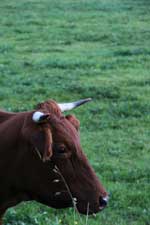 Jungrinder und alte robuste Rinderrassen